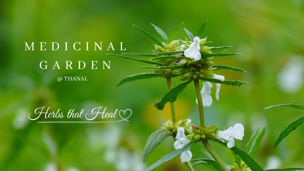 Medicinal Garden - Thanal